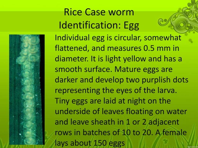 Rice case worm | PPTX | Agriculture | Industries