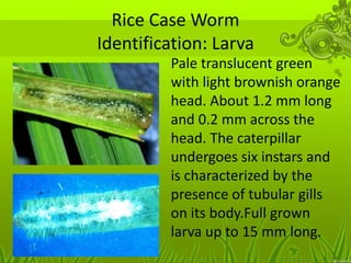 Rice case worm | PPTX