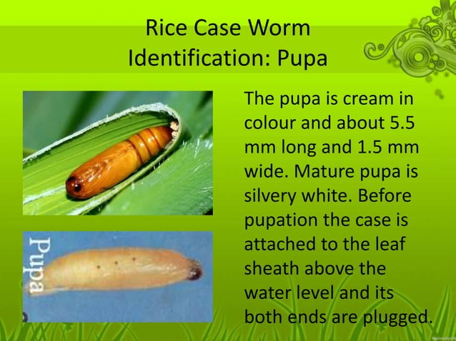 Rice case worm | PPTX | Agriculture | Industries