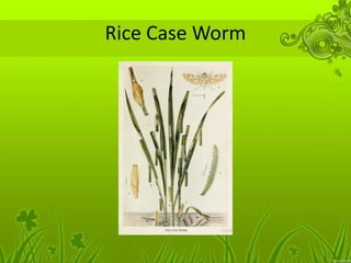 Rice case worm | PPTX