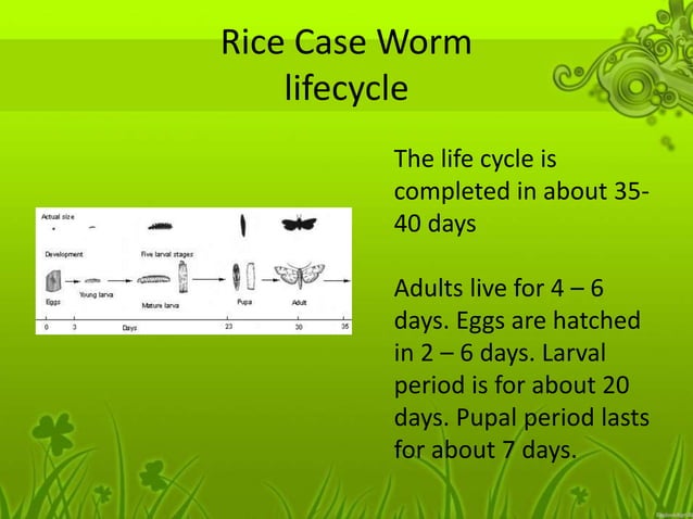 Rice case worm | PPTX | Agriculture | Industries