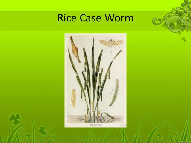 Rice case worm