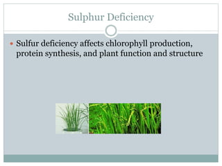 Rice crop disorders A Lecture By Allah Dad Khan | PPT