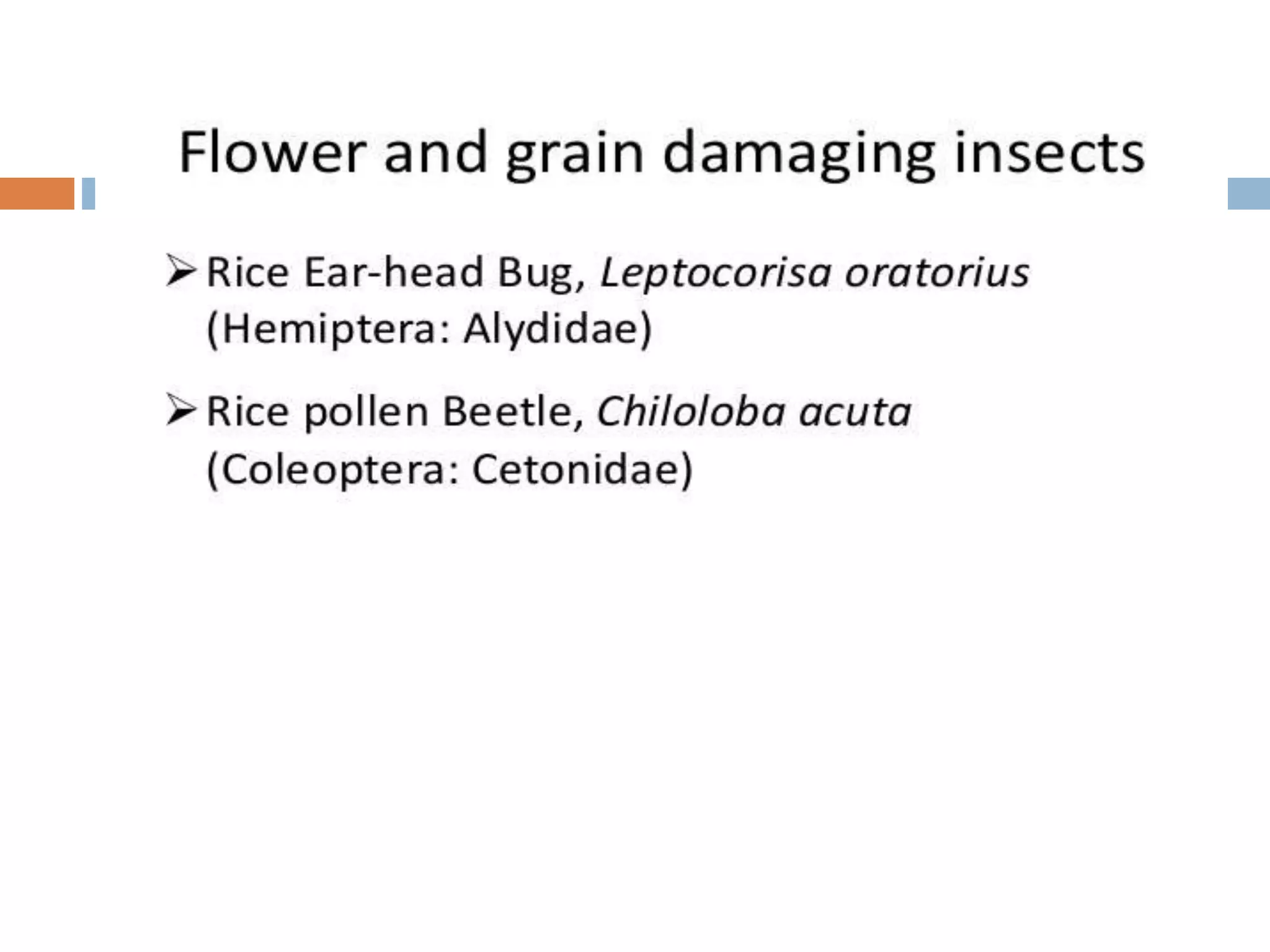 Rice crop insects damage and identification A Lecture By Mr Allah Dad ...