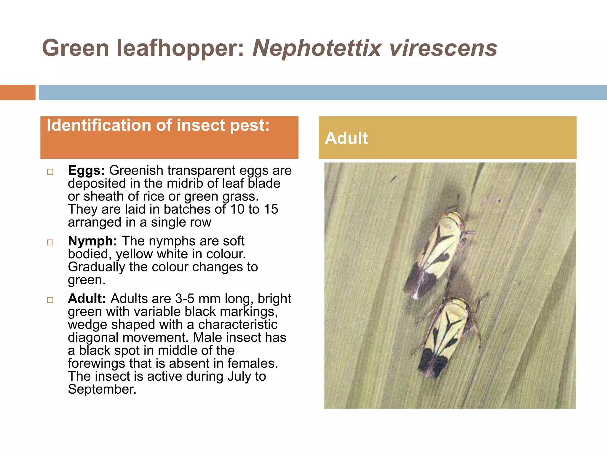 Rice crop insects damage and identification A Lecture By Mr Allah Dad ...