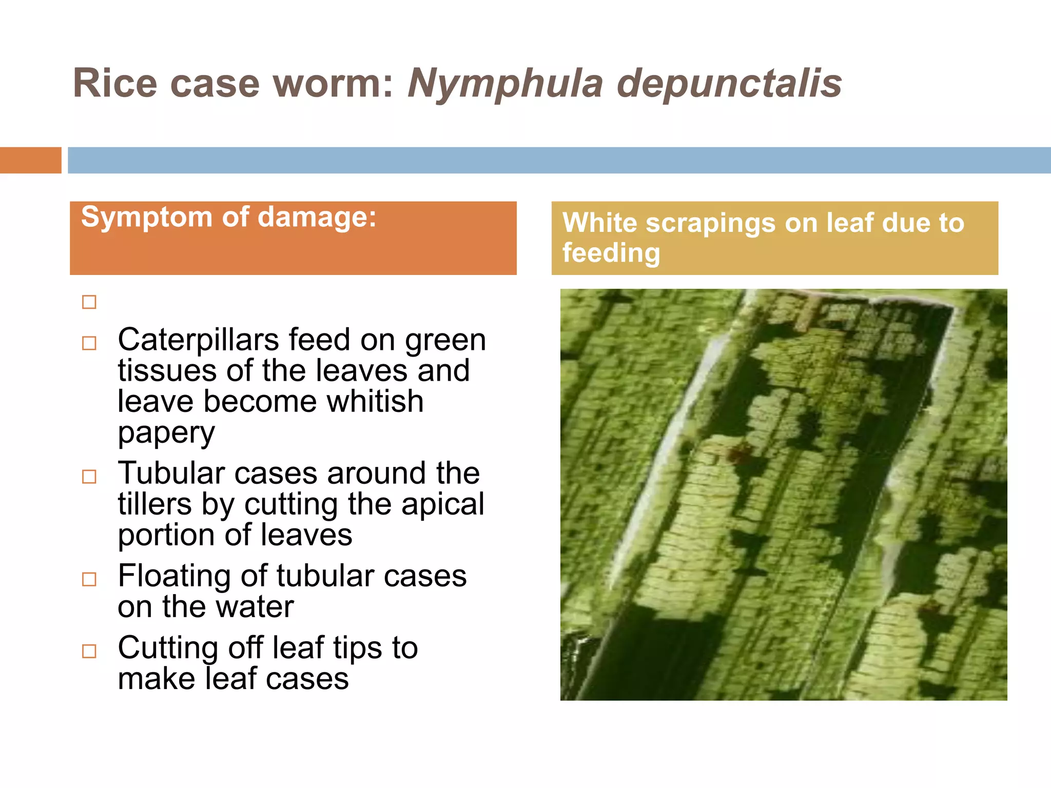 Rice crop insects damage and identification A Lecture By Mr Allah Dad ...