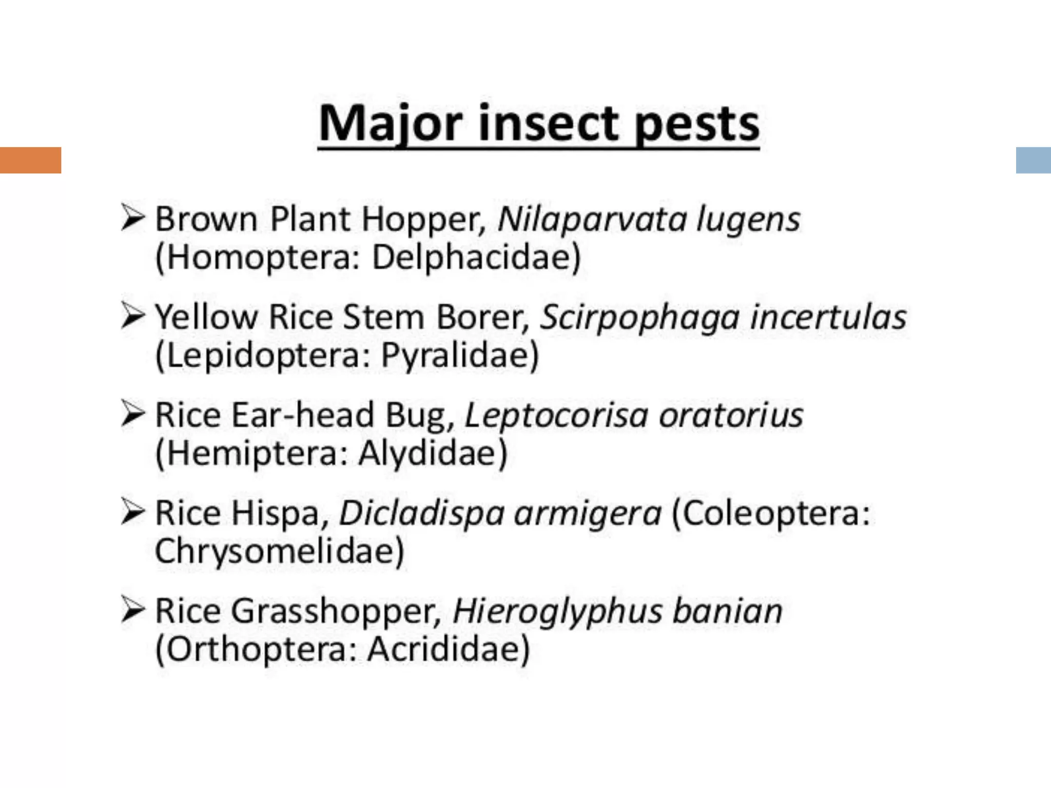 Rice crop insects damage and identification A Lecture By Mr Allah Dad ...