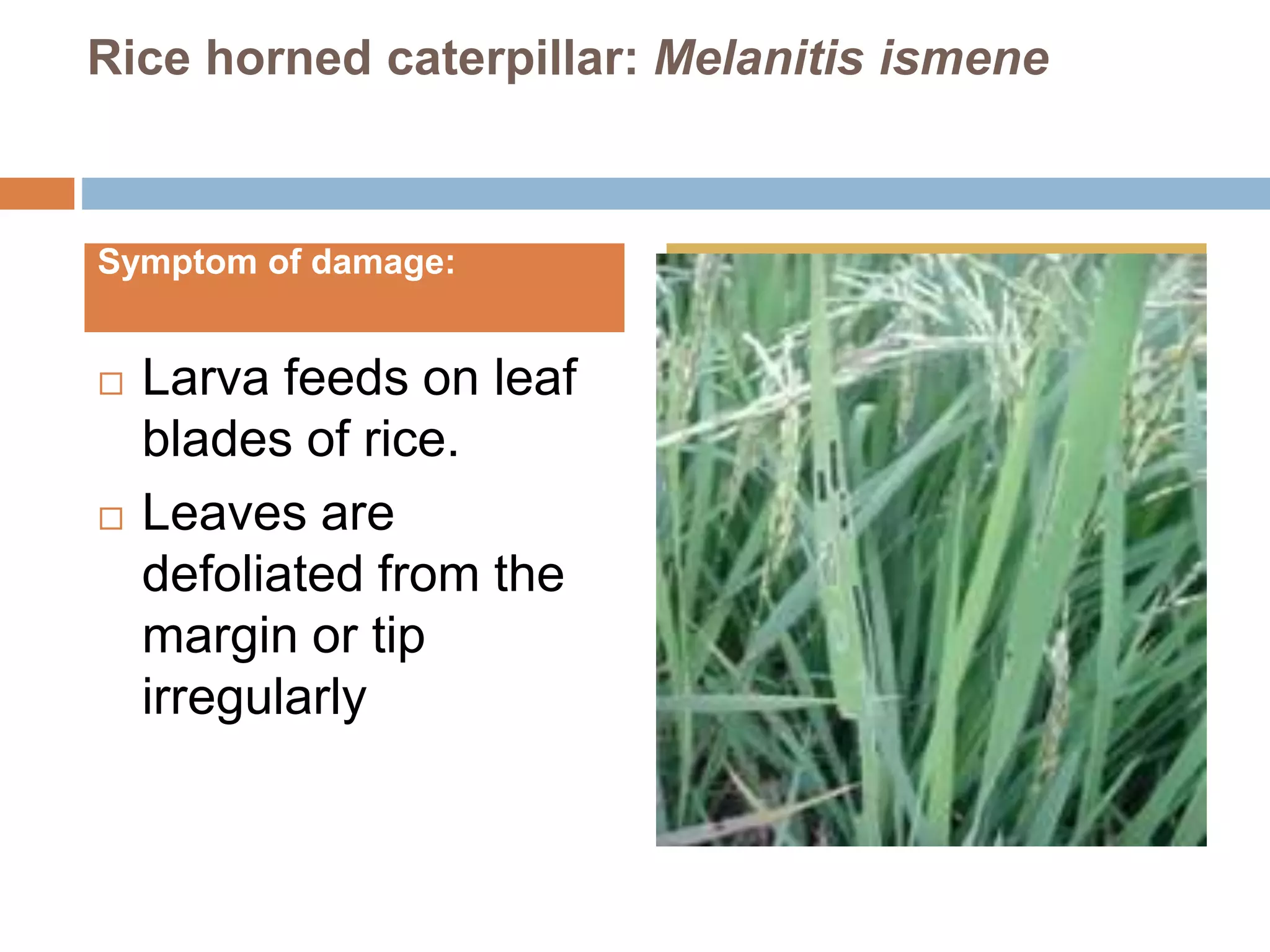 Rice crop insects damage and identification A Lecture By Mr Allah Dad ...