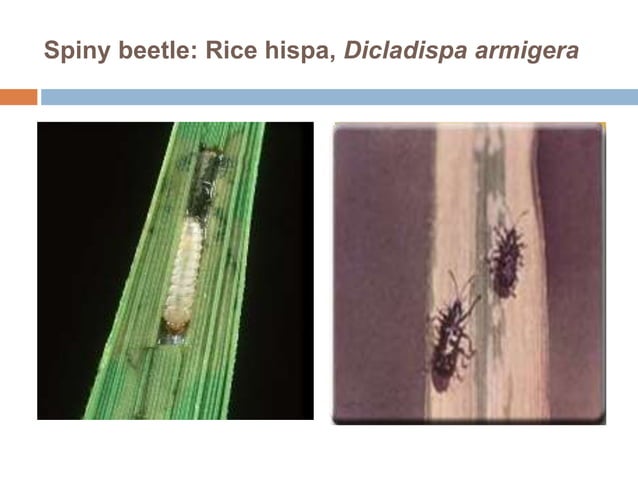 Rice crop insects damage and identification A Lecture By Mr Allah Dad ...