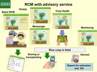 Rice Crop Manager: Innovative ICT Approach for Food Security | PDF