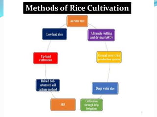 Rice cultivation | PPTX