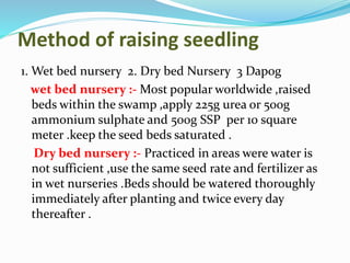 Rice cultivation | PPTX