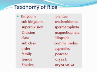 Rice cultivation | PPT