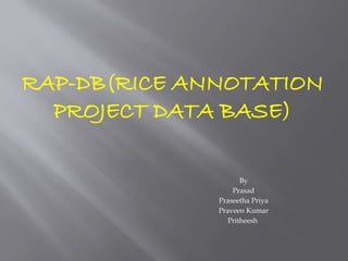 RICE DATABASE apikliujkiyhkuyhkuhji.pptx