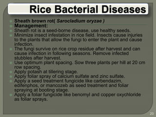 Rice disease | PPTX
