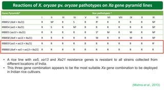 Rice Diseases Introduction and BLB disease resistance | PPTX