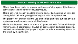 Rice Diseases Introduction and BLB disease resistance | PPTX