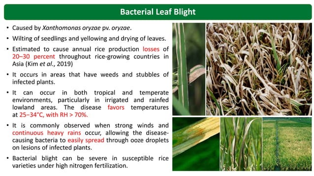 Rice Diseases Introduction and BLB disease resistance | PPTX ...
