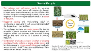 Rice Diseases Introduction and BLB disease resistance | PPTX