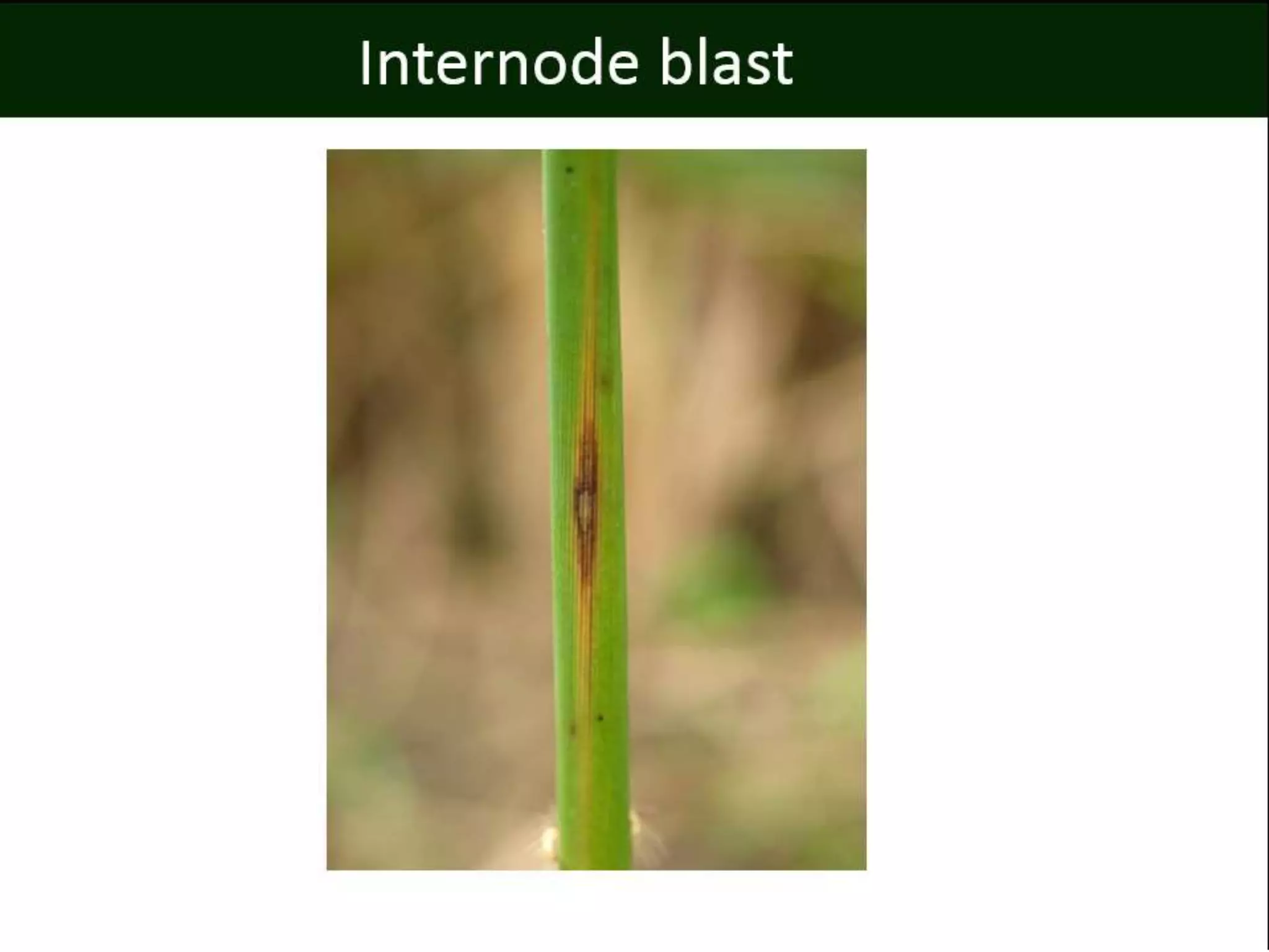 Rice diseases and their management | PPTX