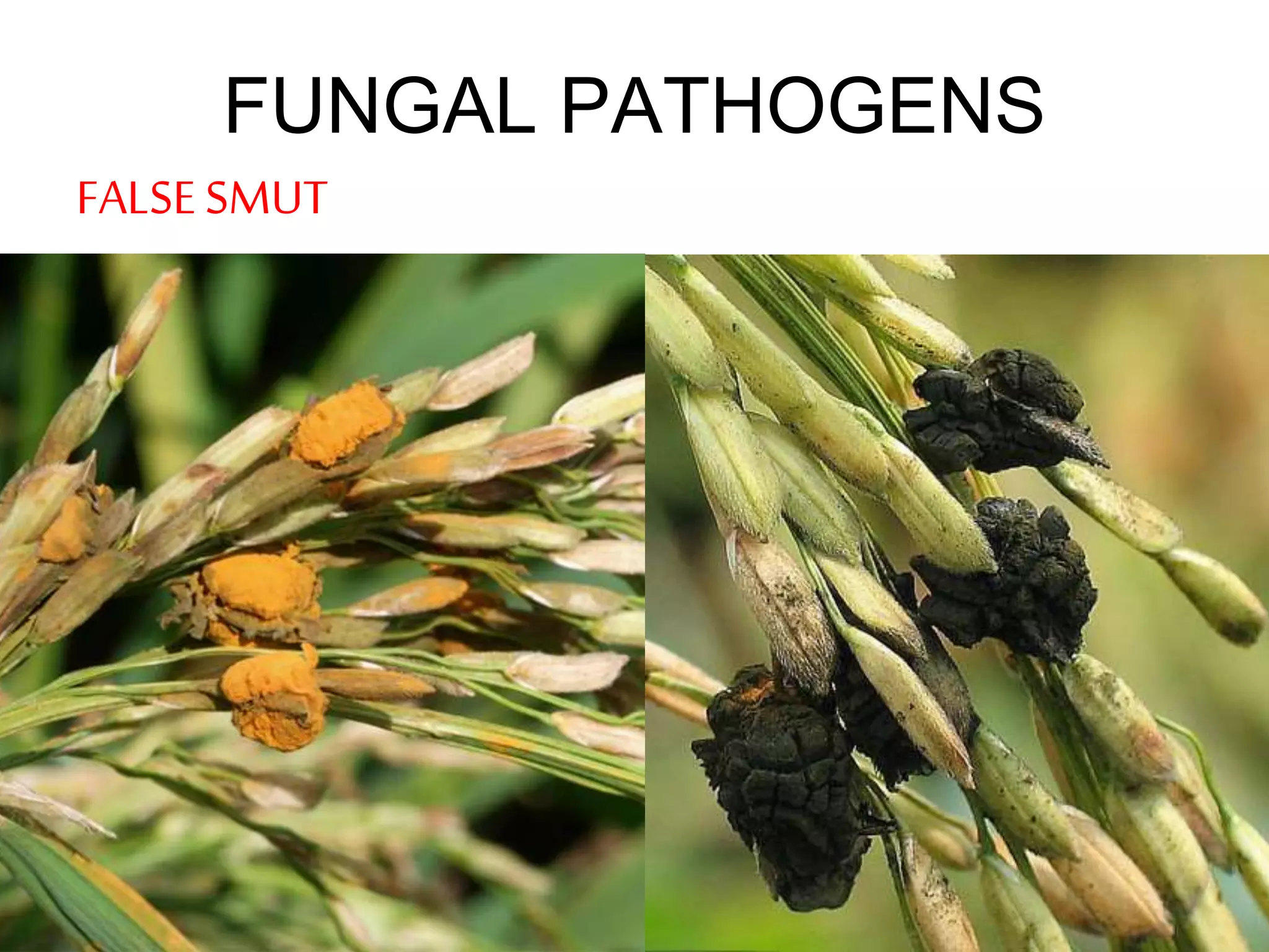 Rice diseases and their management | PPTX