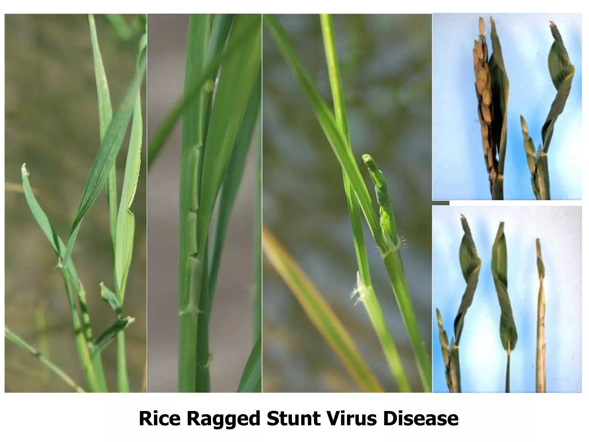 Rice diseases and their management | PPTX