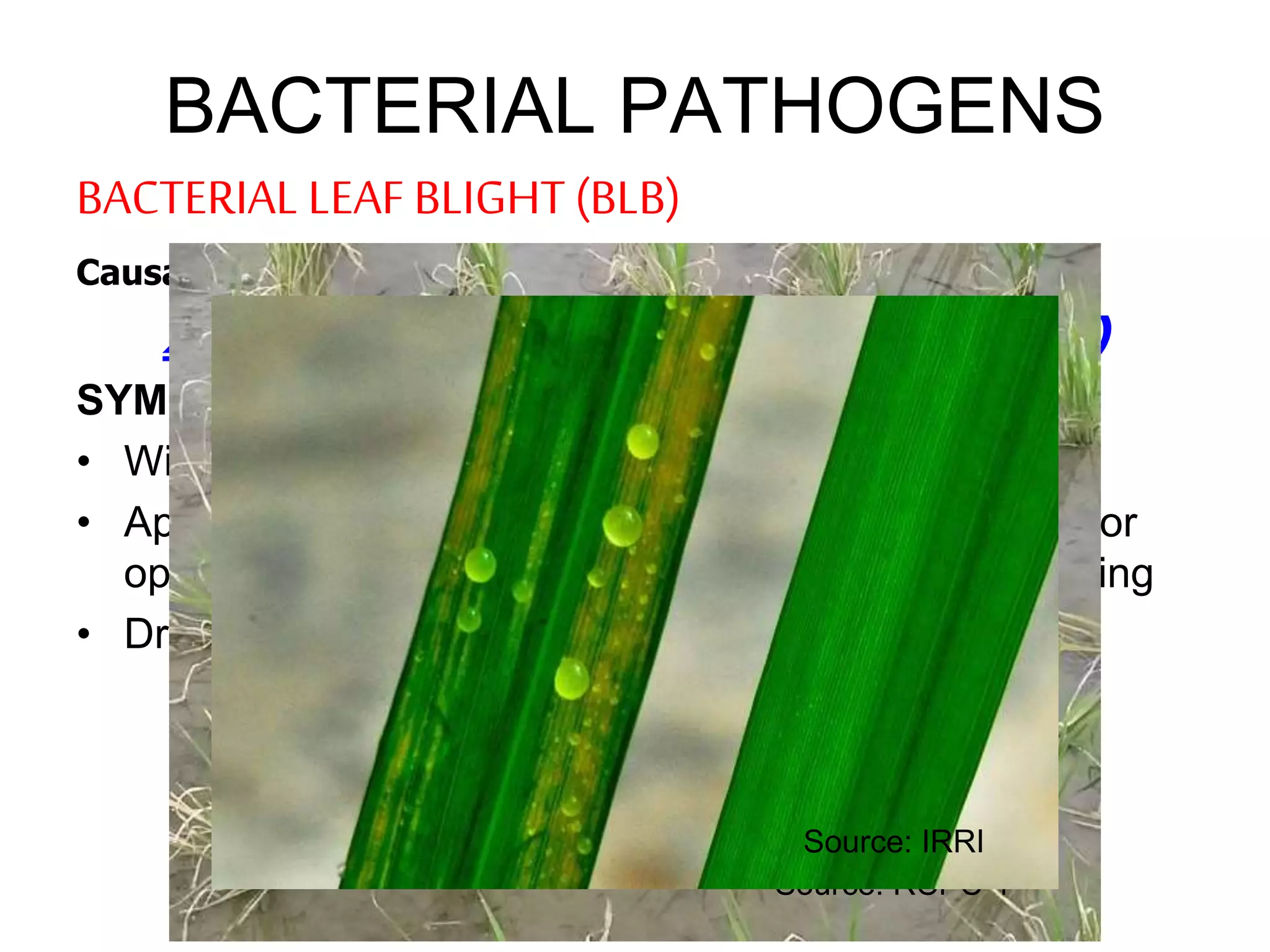Rice diseases and their management | PPTX