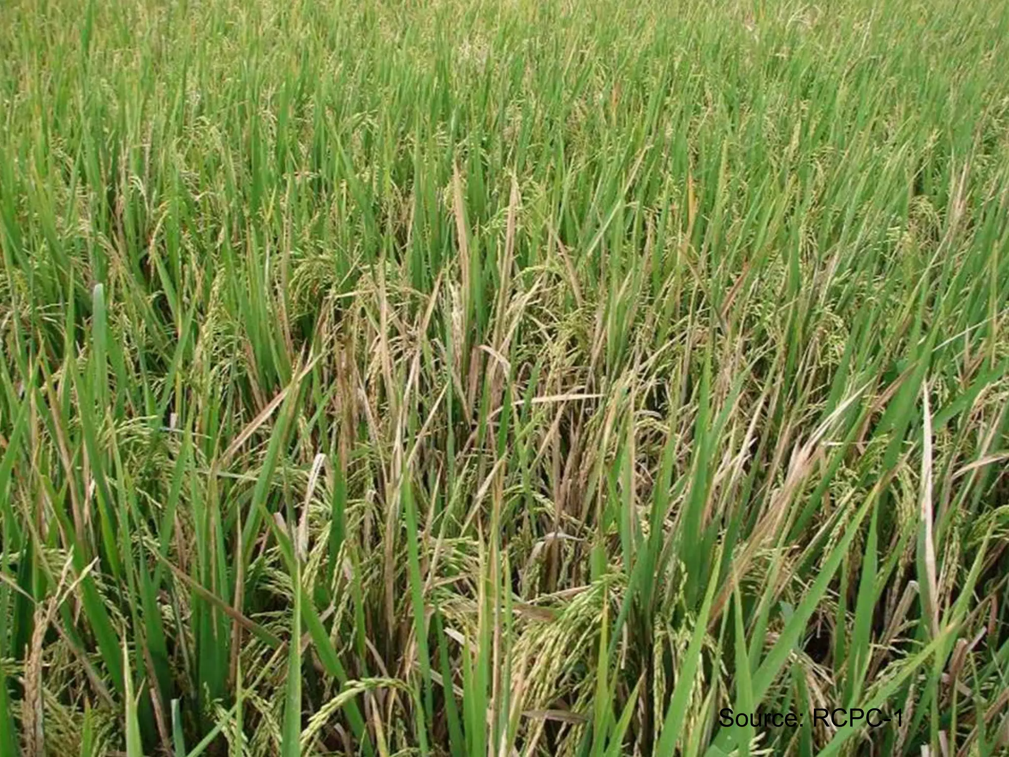 Rice diseases and their management | PPTX