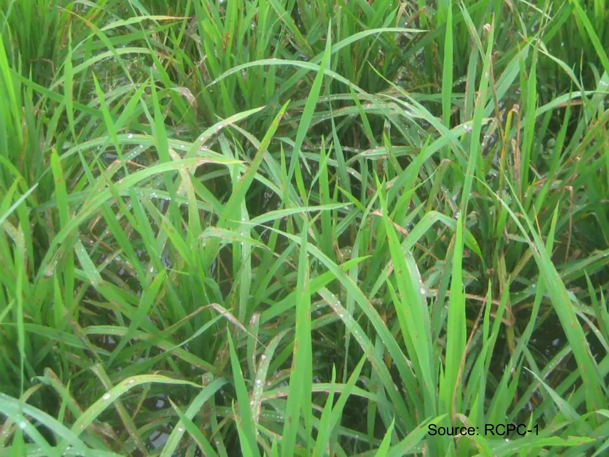 Rice diseases and their management | PPTX