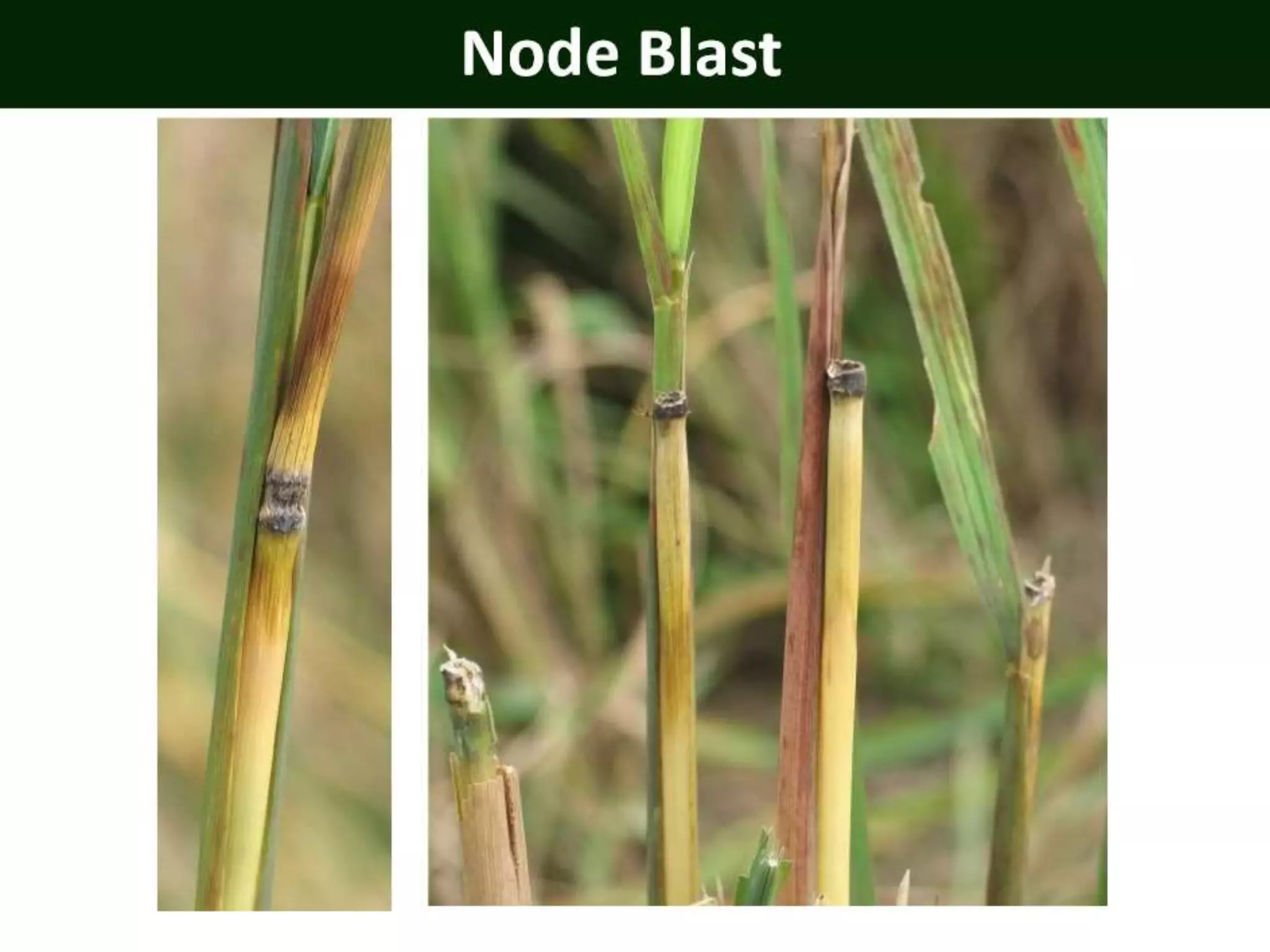 Rice diseases and their management | PPTX