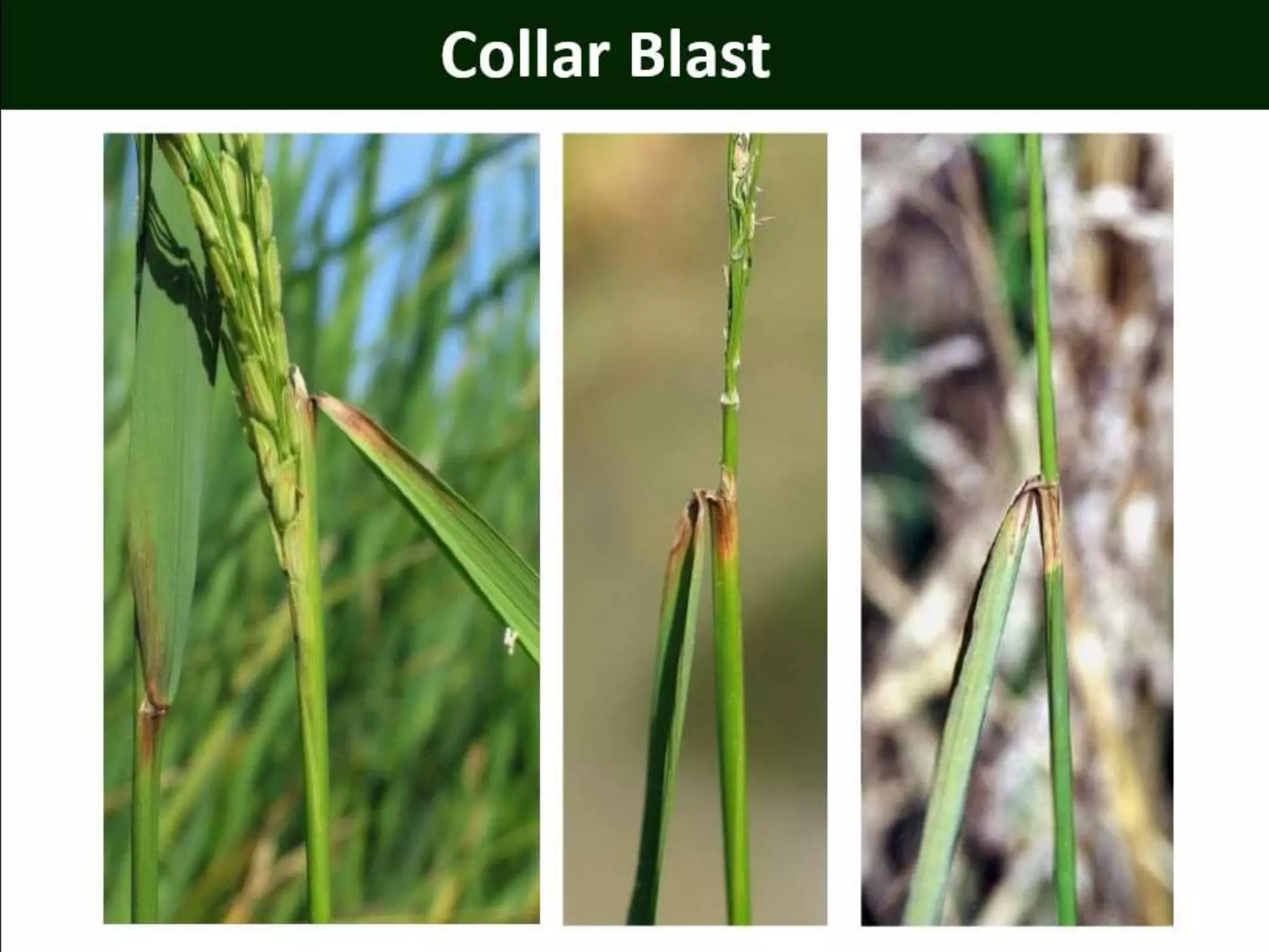 Rice diseases and their management | PPTX