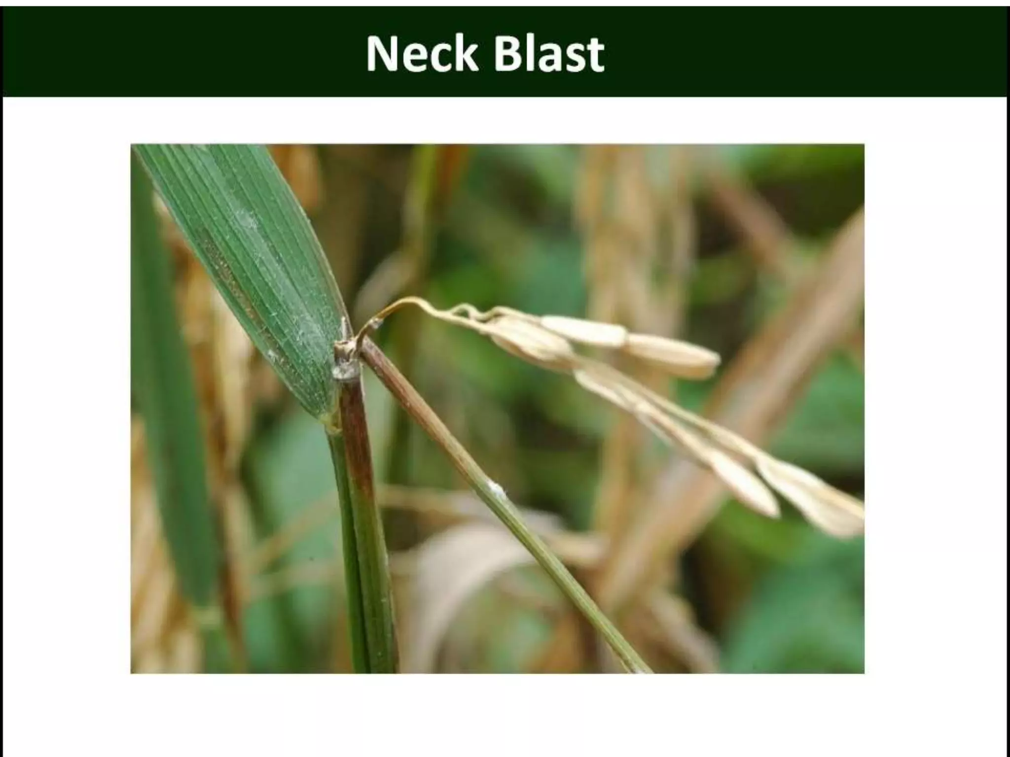 Rice diseases and their management | PPTX