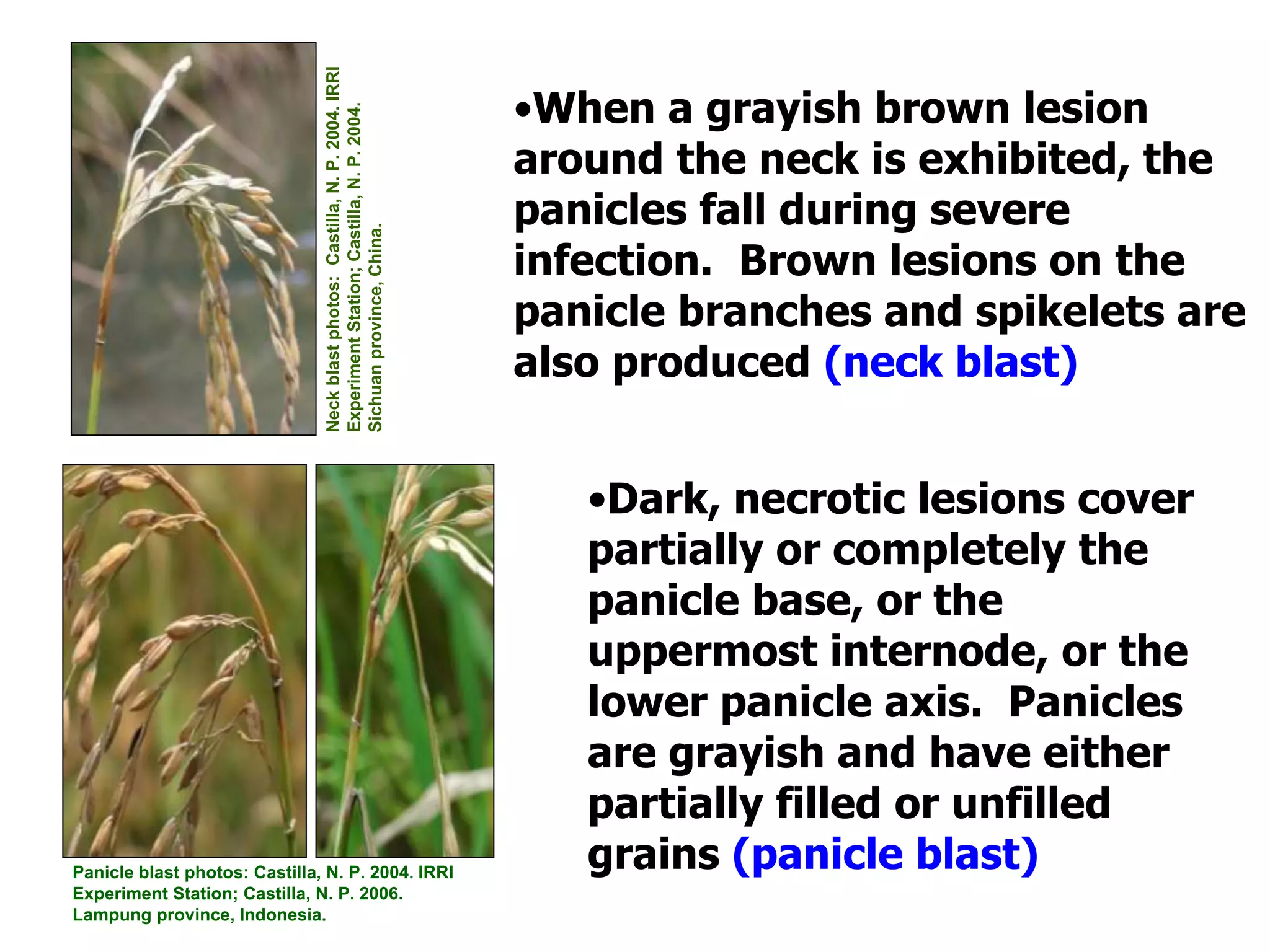 Rice diseases and their management | PPTX