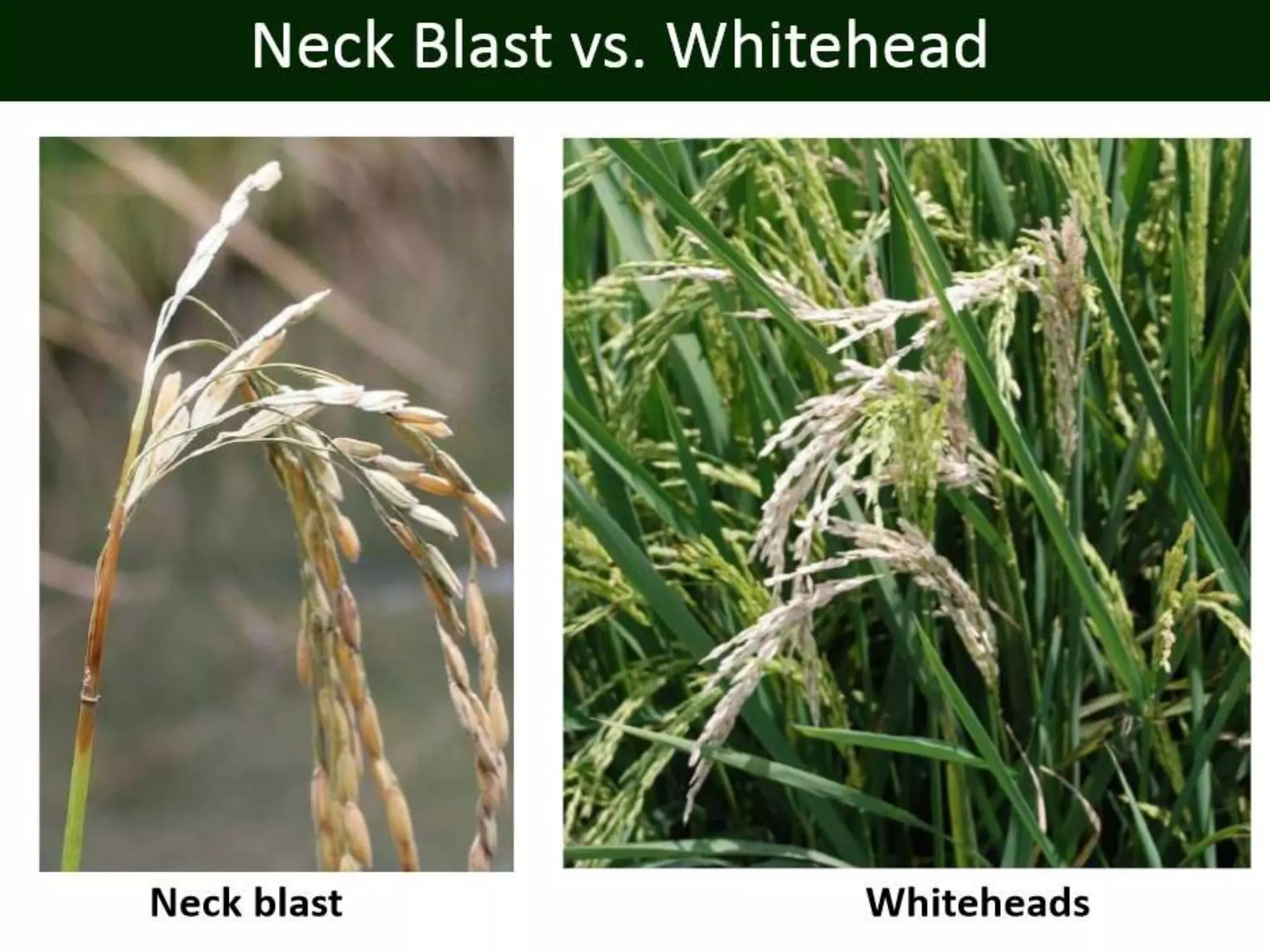 Rice diseases and their management | PPTX