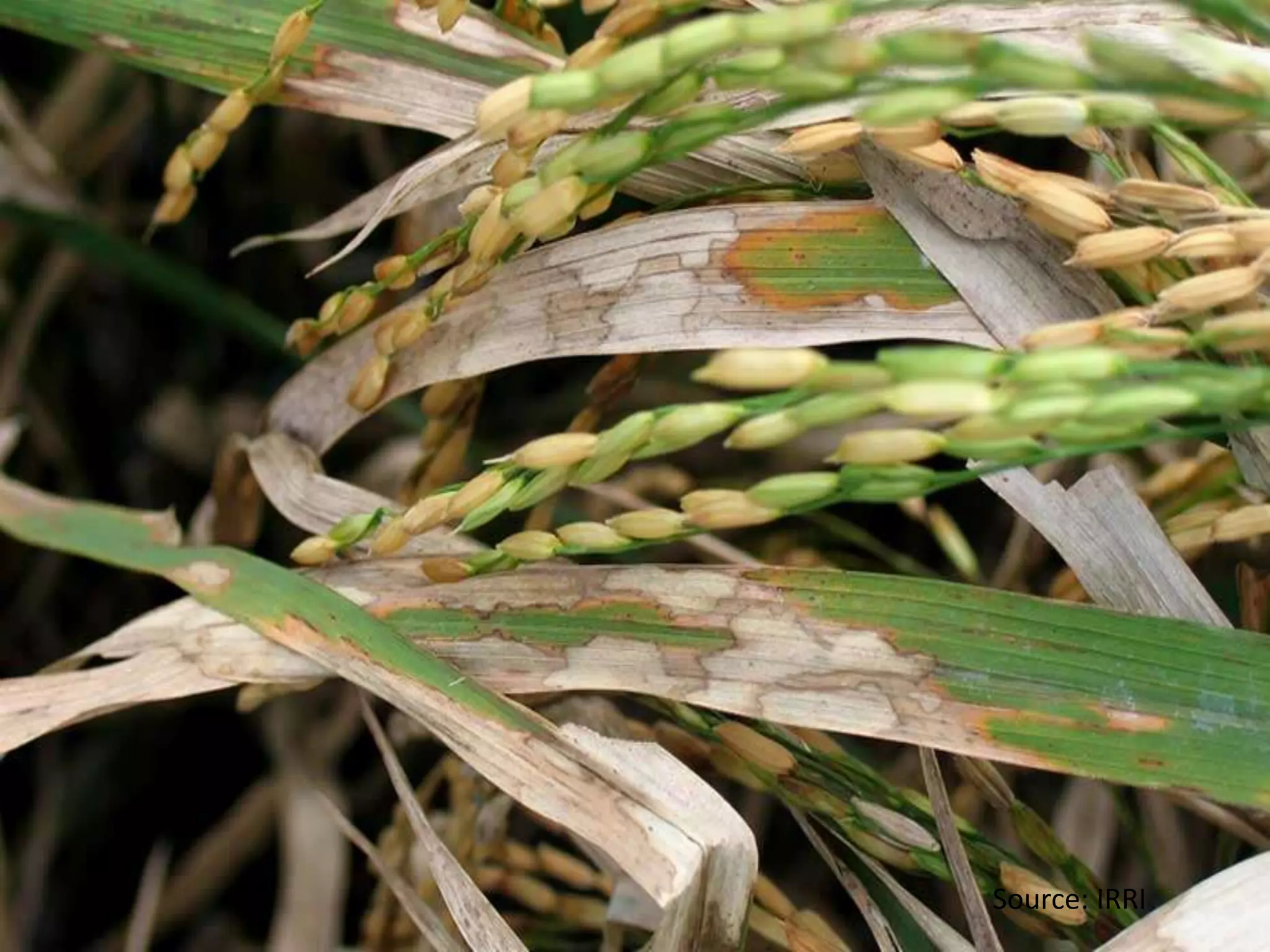 Rice diseases and their management | PPTX