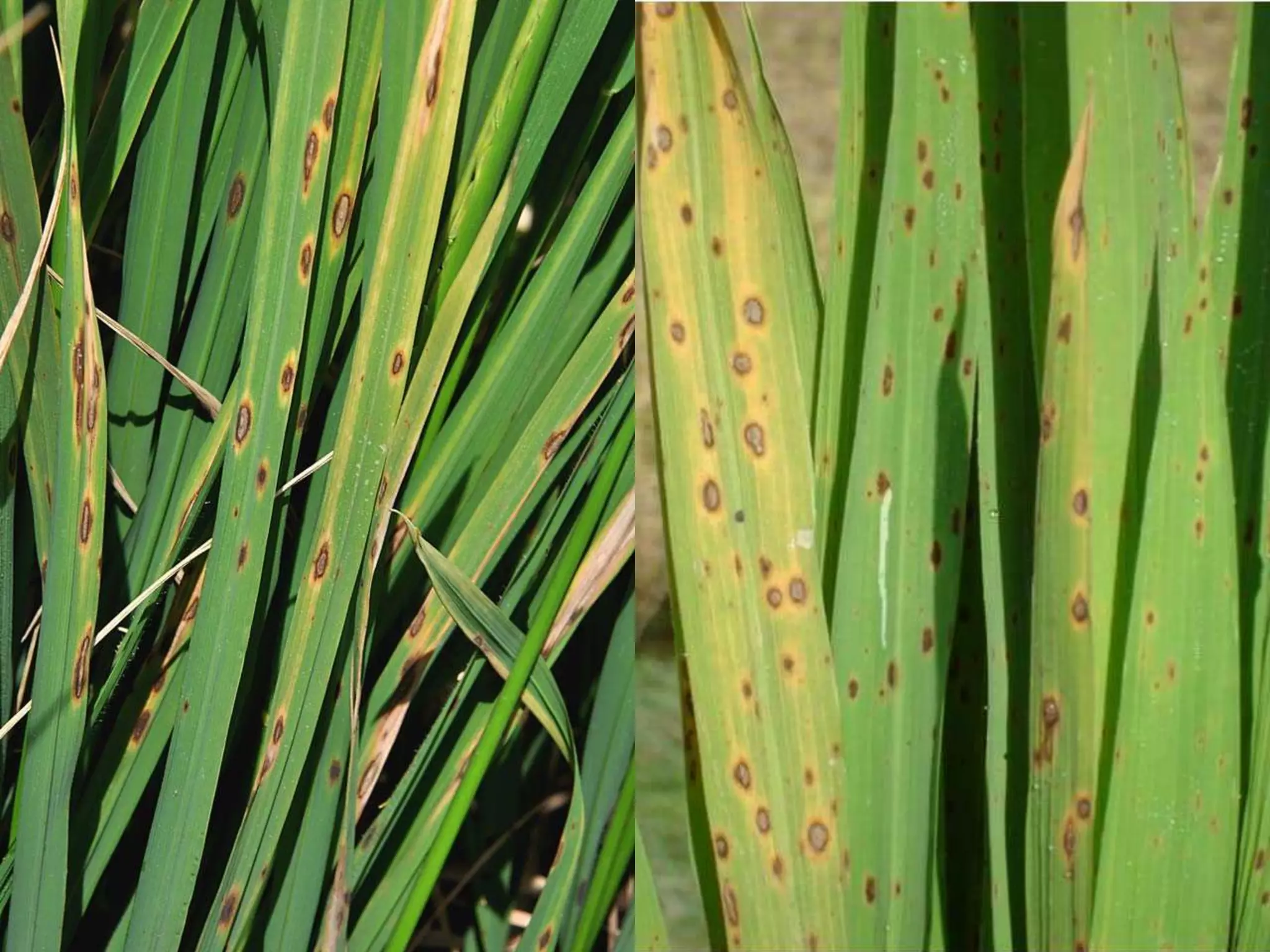 Rice diseases and their management | PPTX