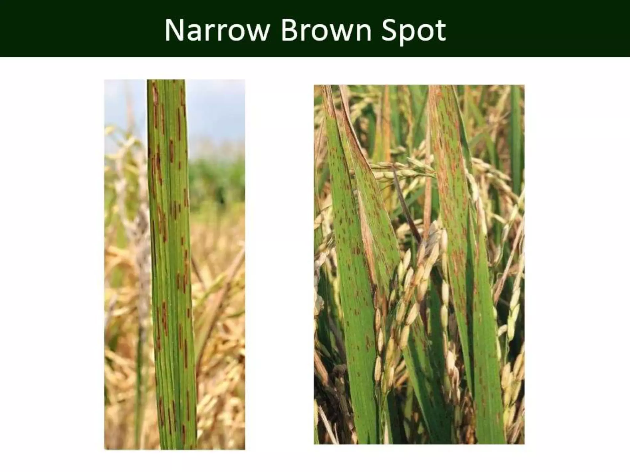 Rice diseases and their management | PPTX