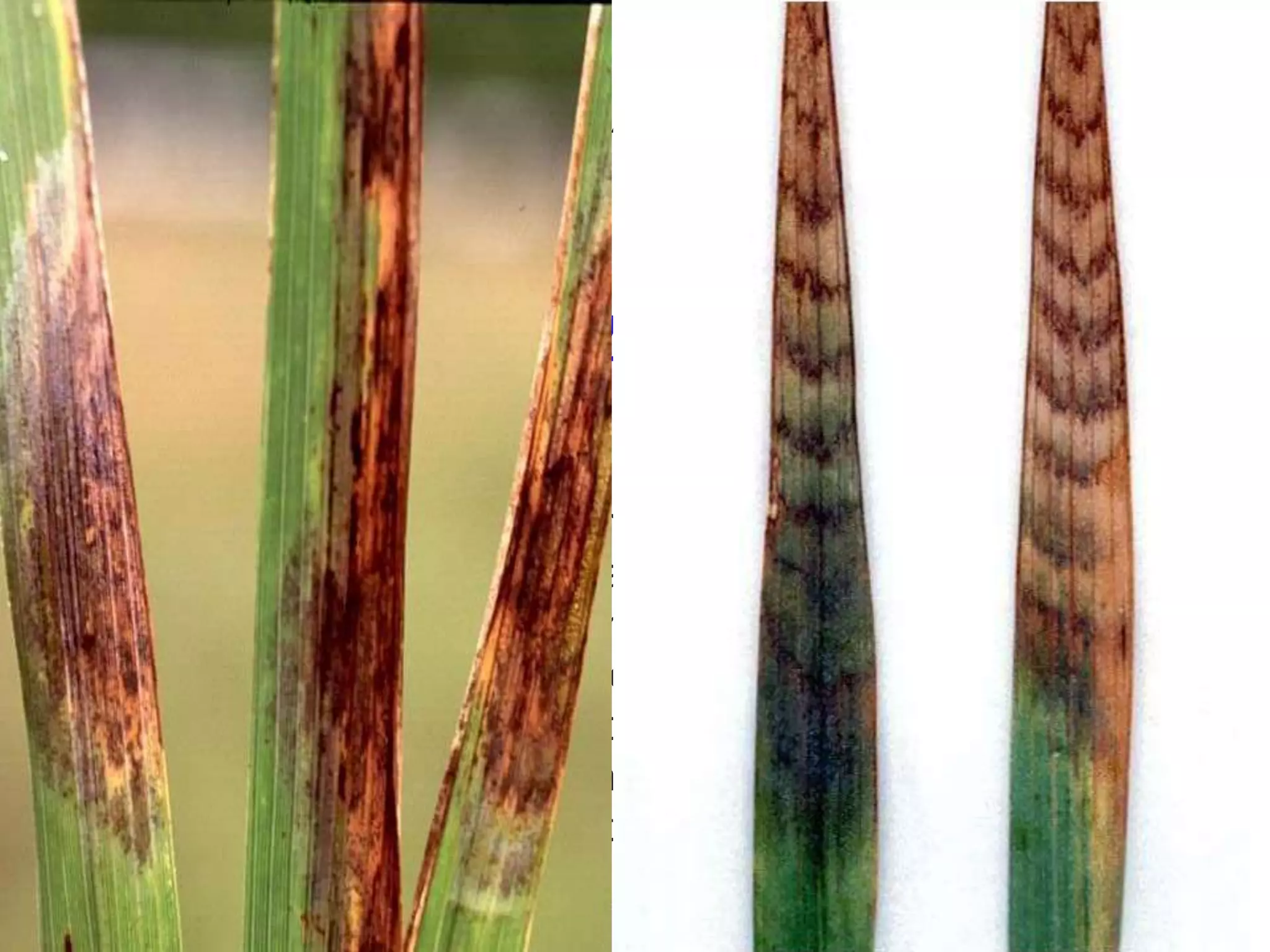 Rice diseases and their management | PPTX