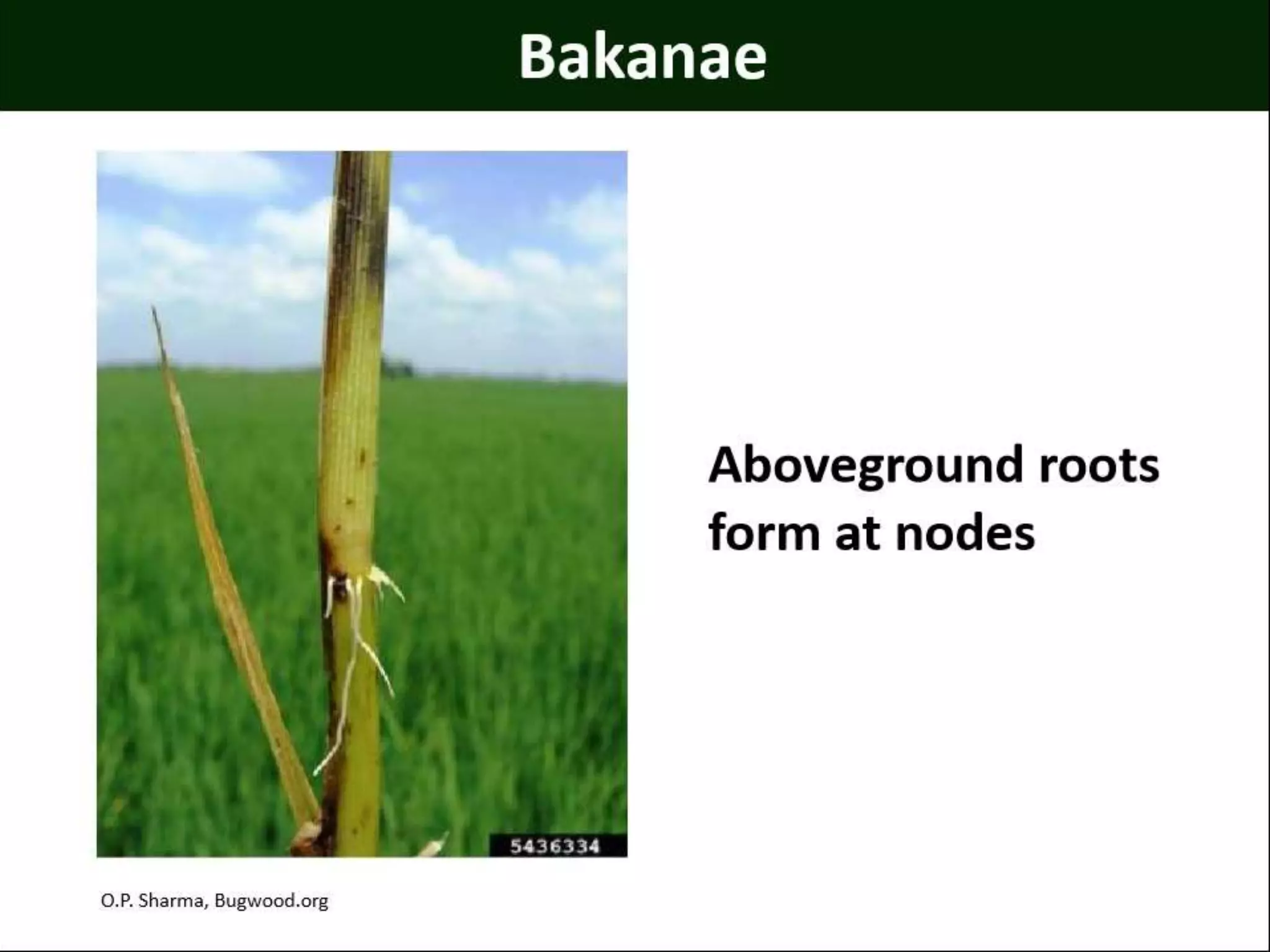 Rice diseases and their management | PPTX