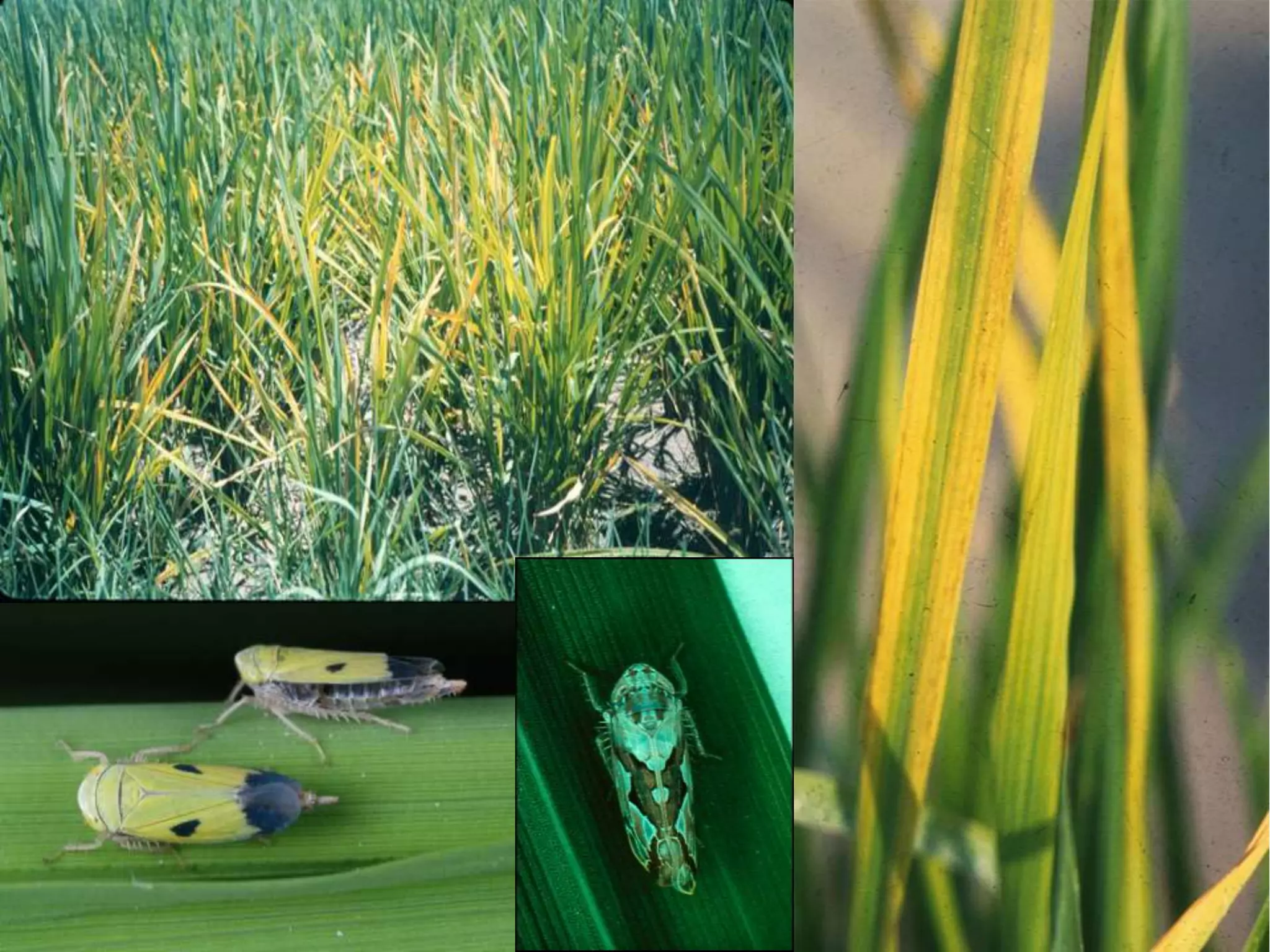Rice diseases and their management | PPTX