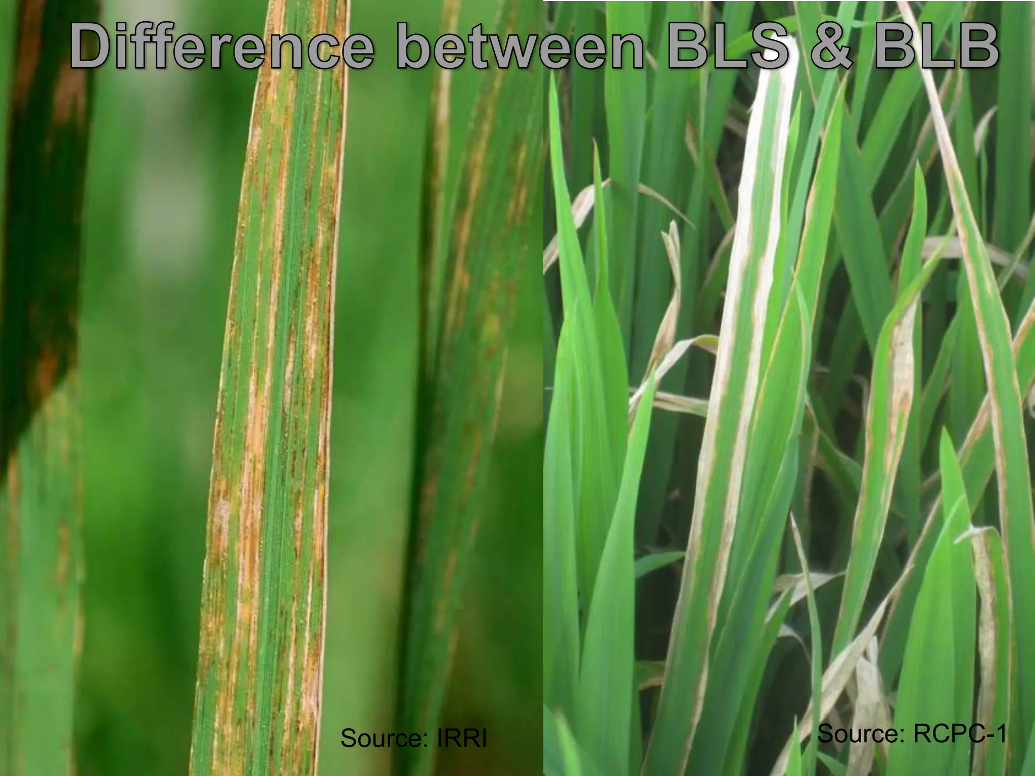 Rice diseases and their management | PPTX