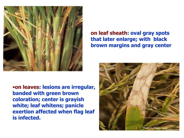 Rice diseases and their management | PPTX