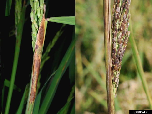 Rice diseases and their management | PPTX