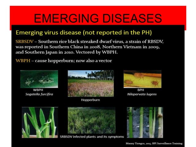 Rice diseases and their management | PPT