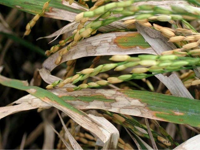 Rice diseases and their management