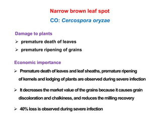 Rice _diseases _part_1_zahid | PPTX