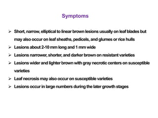 Rice _diseases _part_1_zahid | PPT