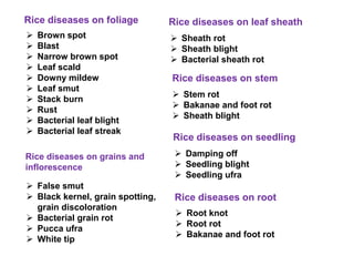 Rice _diseases _part_1_zahid | PPT