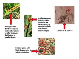 Rice _diseases _part_1_zahid | PPT