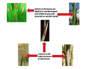 Rice diseases part_2_zahid | PPTX
